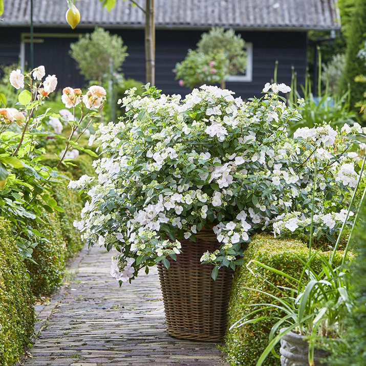 Fairytale Bride Hydrangea For Sale Online | The Tree Center
