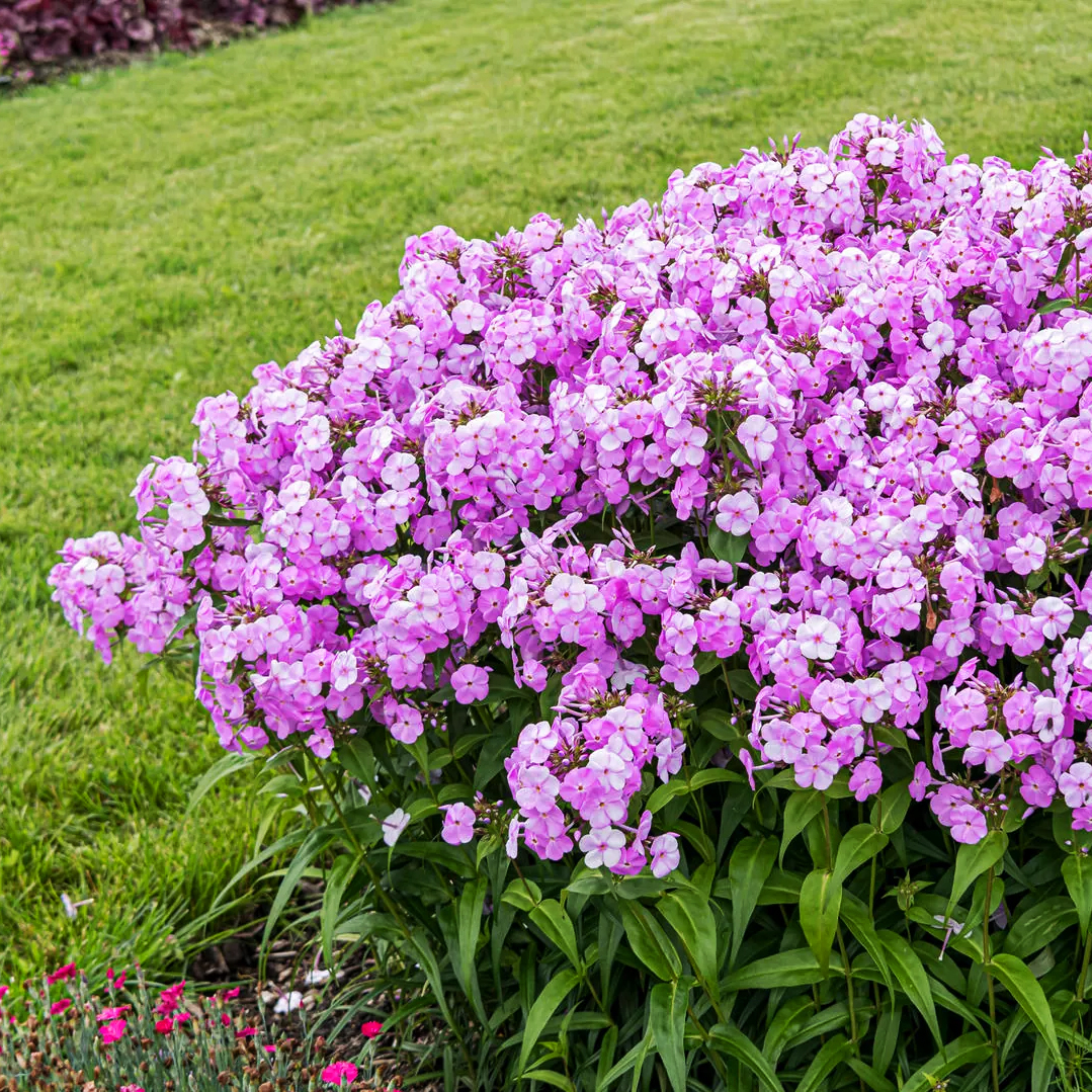 Fashionably Early Princess Phlox For Sale Online | The Tree Center