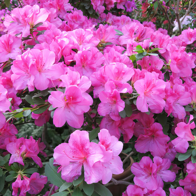 FlorAmore® Lavender Azalea For Sale Online | The Tree Center