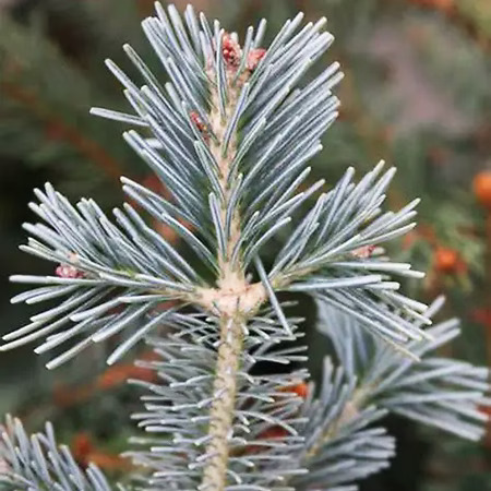 Buy Glacier Blue Arizona Fir Online at The Tree Center