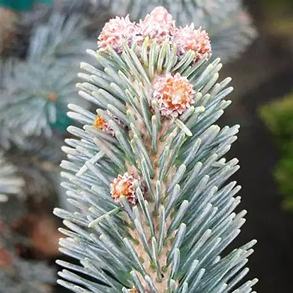 Buy Glacier Blue Arizona Fir Online at The Tree Center