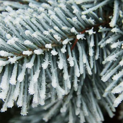 Buy Glacier Blue Arizona Fir Online at The Tree Center