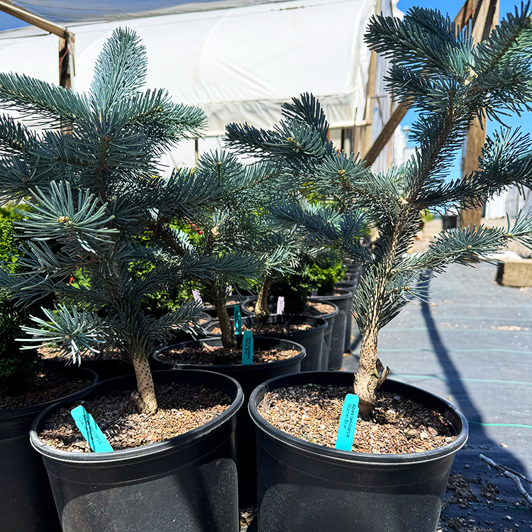 Buy Glacier Blue Arizona Fir Online at The Tree Center