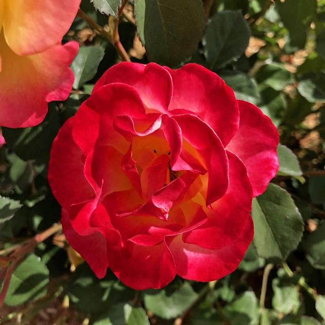Gumball Goody™ Rose For Sale | The Tree Center