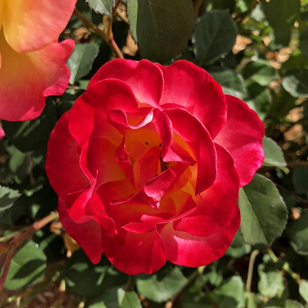 Gumball Goody™ Rose For Sale | The Tree Center
