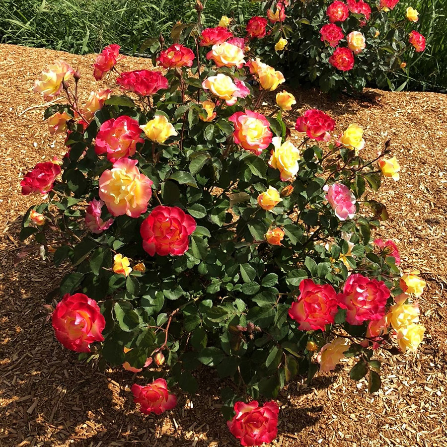 Gumball Goody™ Rose For Sale | The Tree Center