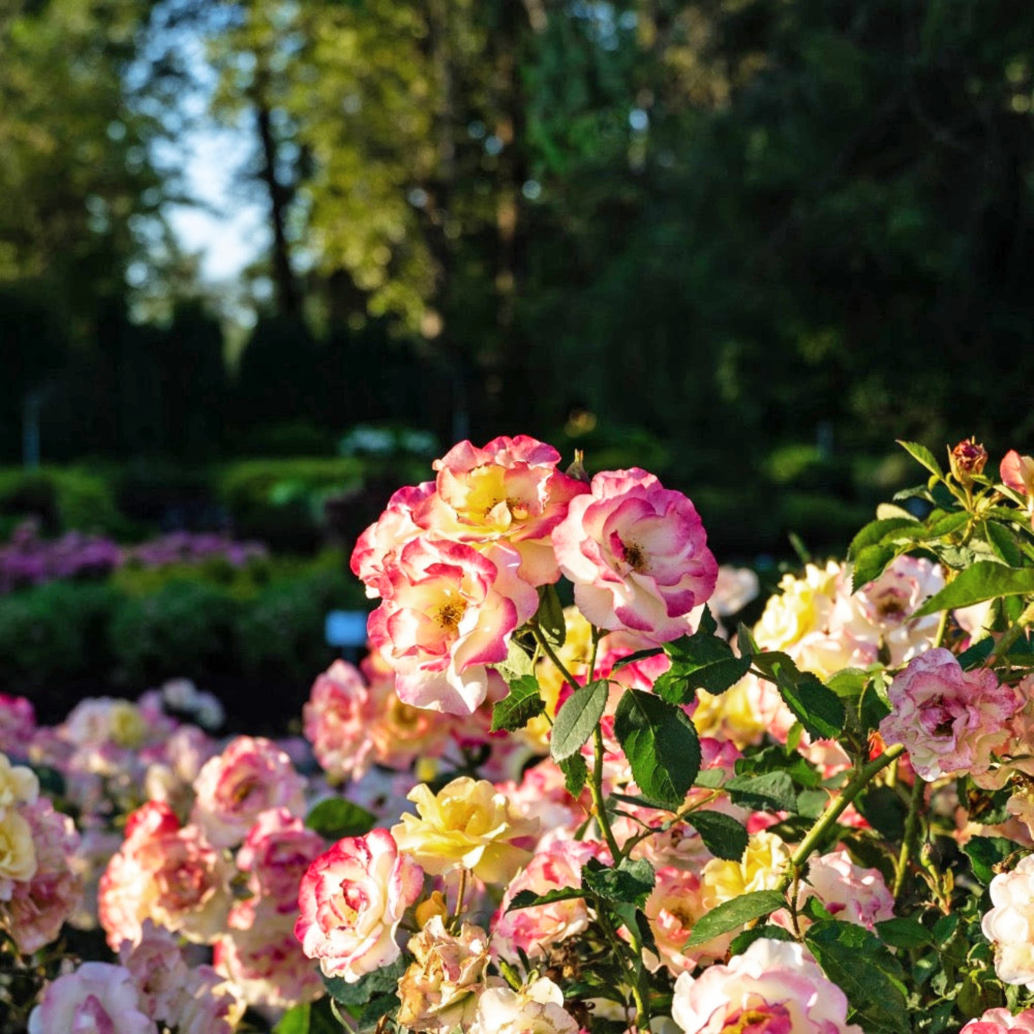 Gumball Goody™ Rose For Sale | The Tree Center