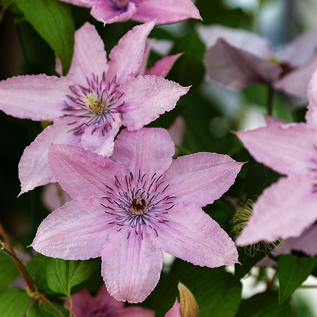 Hagley Hybrid Clematis For Sale | The Tree Center