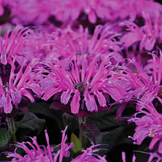 Leading Lady Plum Bee Balm For Sale Online | The Tree Center