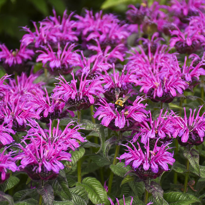 Leading Lady Plum Bee Balm For Sale Online | The Tree Center