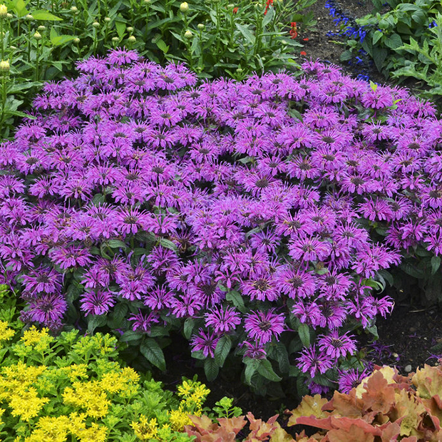 Leading Lady Plum Bee Balm For Sale Online | The Tree Center