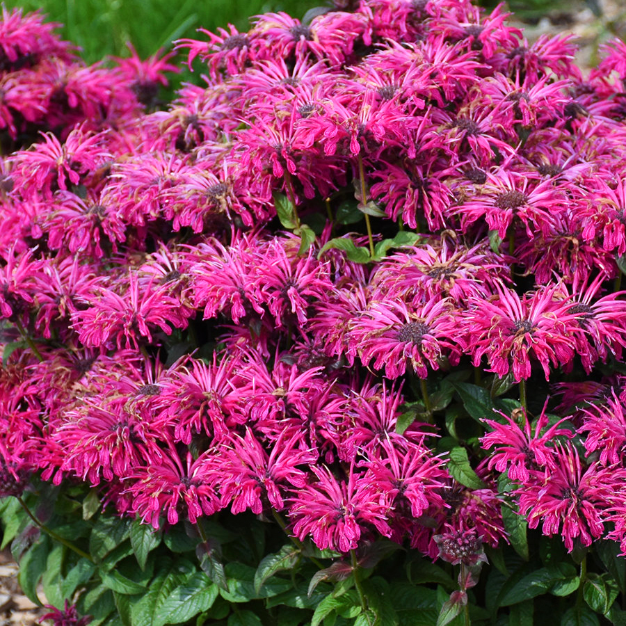 Leading Lady Razzberry Bee Balm For Sale Online | The Tree Center