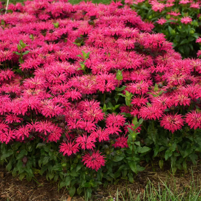 Leading Lady Razzberry Bee Balm For Sale Online | The Tree Center
