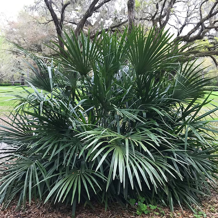 Needle Palm Trees For Sale | The Tree Center