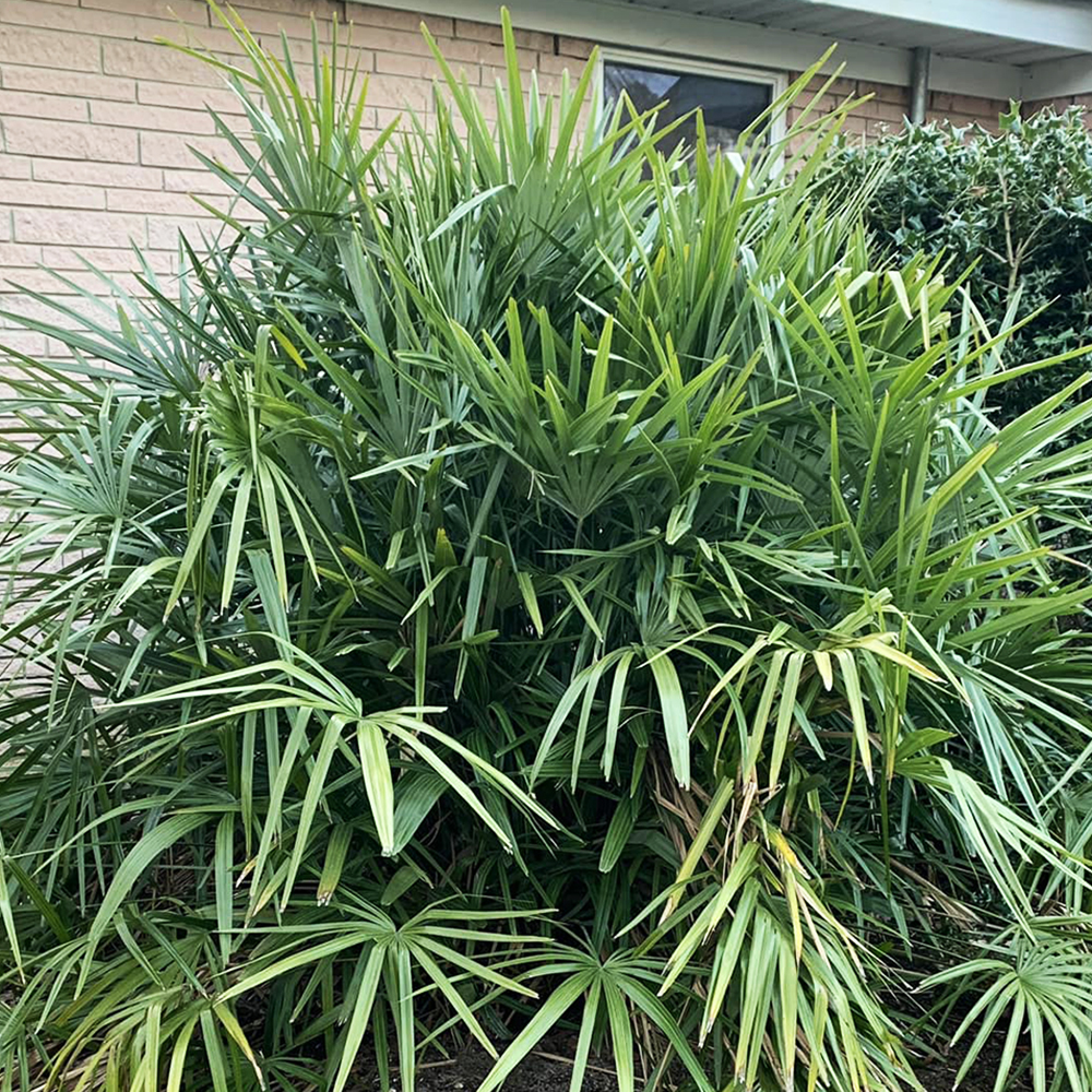 Needle Palm Trees For Sale | The Tree Center