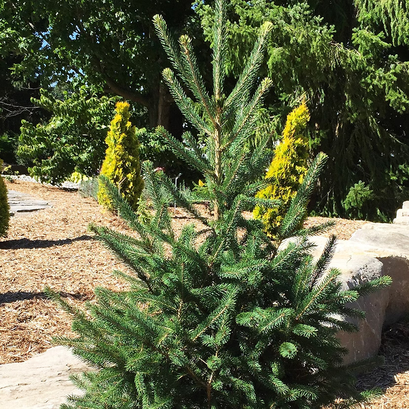 North Pole Spruce For Sale | The Tree Center