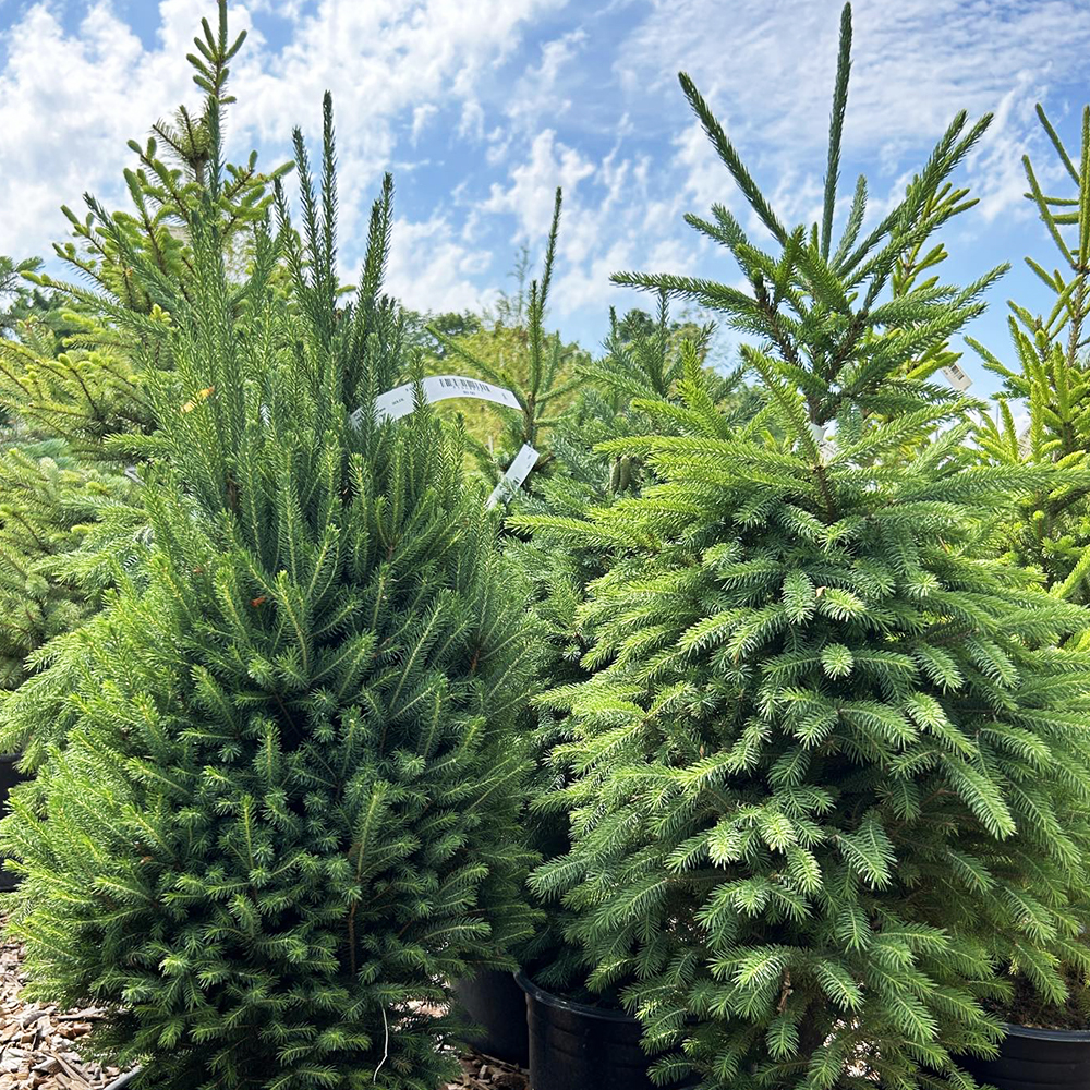 North Pole Spruce For Sale | The Tree Center