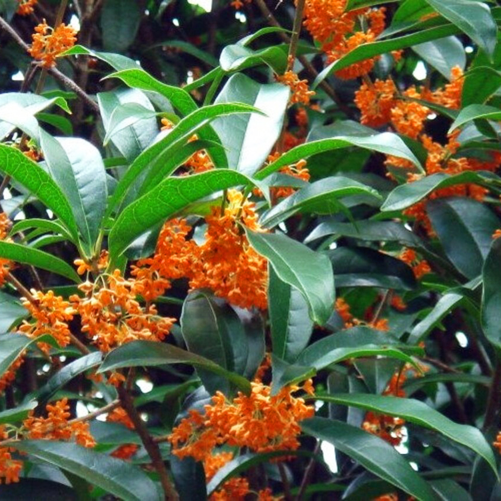 Orange Flowering Tea Olive For Sale | The Tree Center