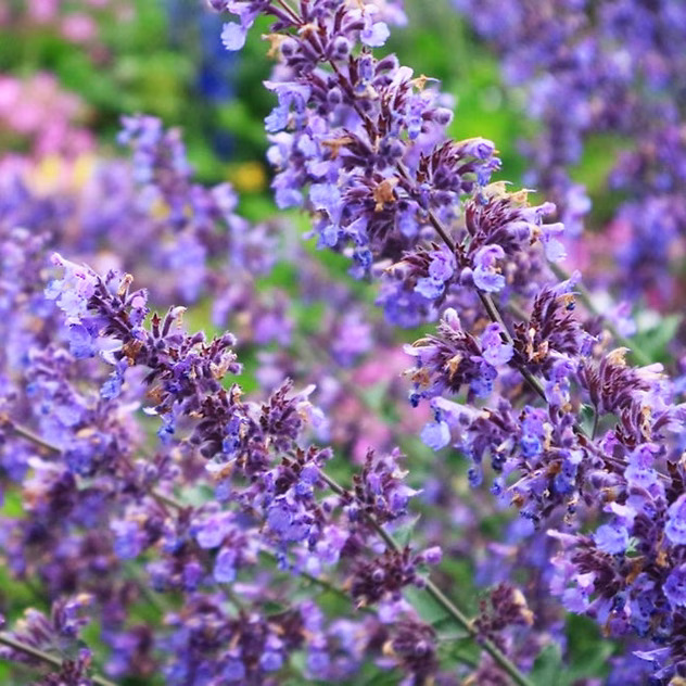 Picture Purrfect Catmint For Sale | The Tree Center