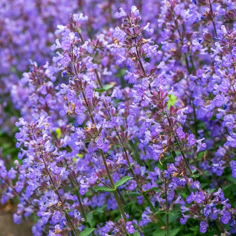 Picture Purrfect Catmint For Sale | The Tree Center