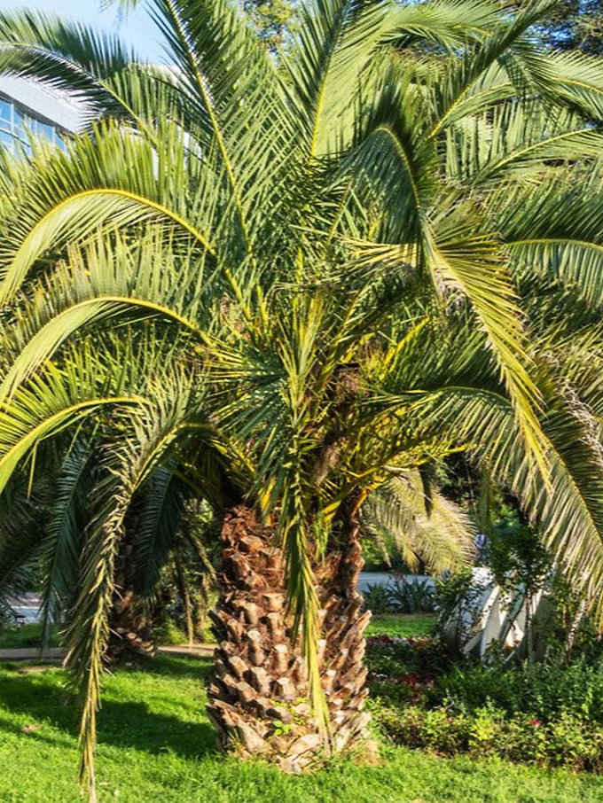 Palm Trees For Sale Online | The Tree Center