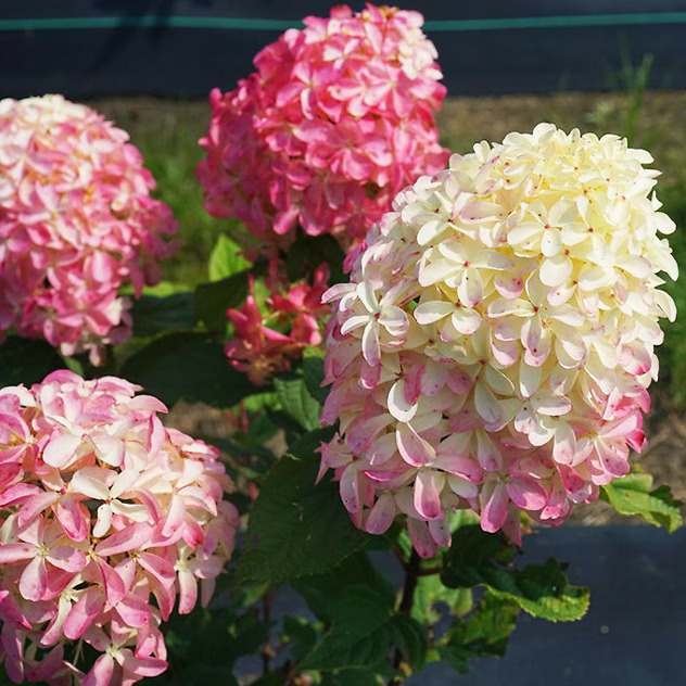 Quick Fire Fab Hydrangea For Sale Online | The Tree Center