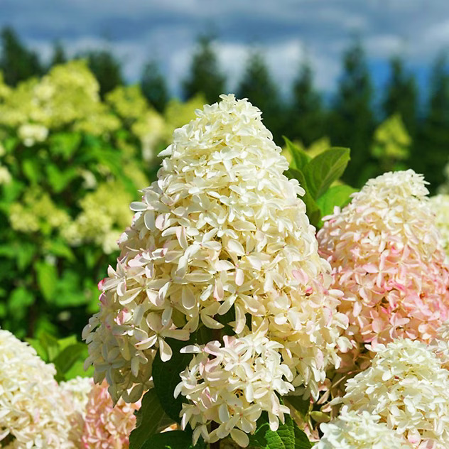 Quick Fire Fab Hydrangea For Sale Online | The Tree Center