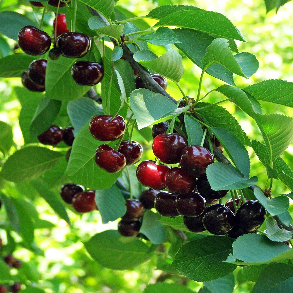 Romeo Dwarf Cherry Tree For Sale | The Tree Center