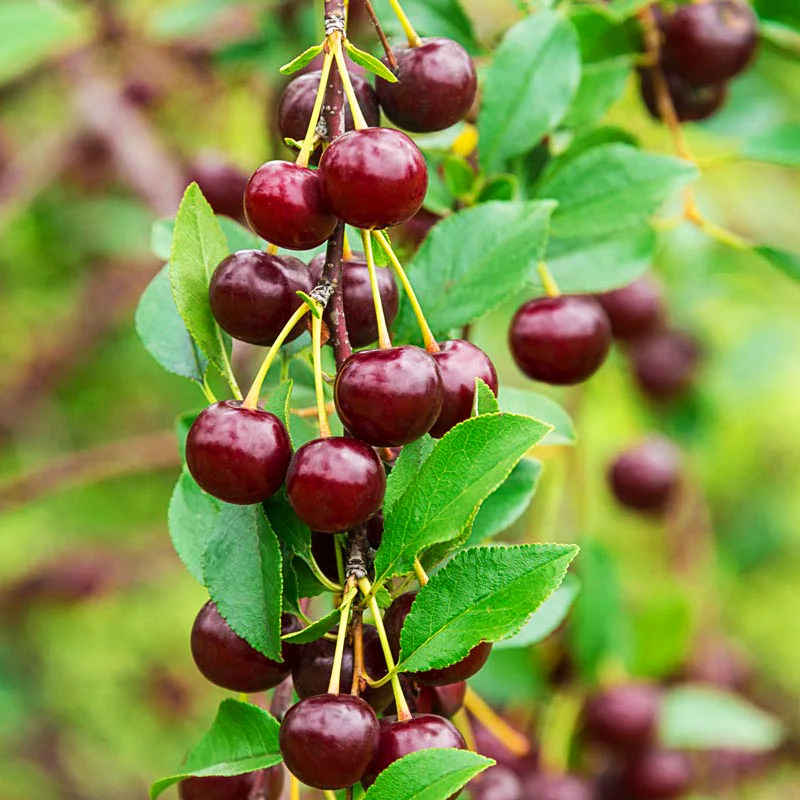Romeo Dwarf Cherry Tree For Sale | The Tree Center