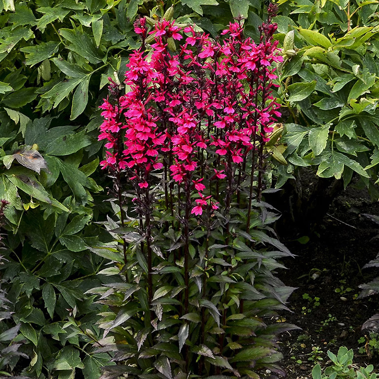 Starship™ Deep Rose Cardinal Flower For Sale Online | The Tree Center