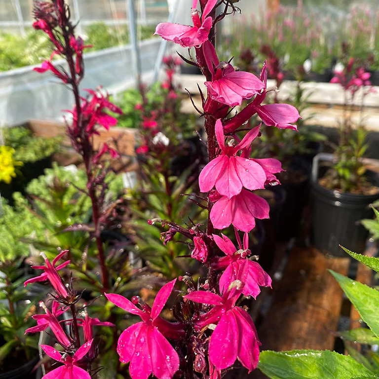 Starship™ Deep Rose Cardinal Flower For Sale Online | The Tree Center