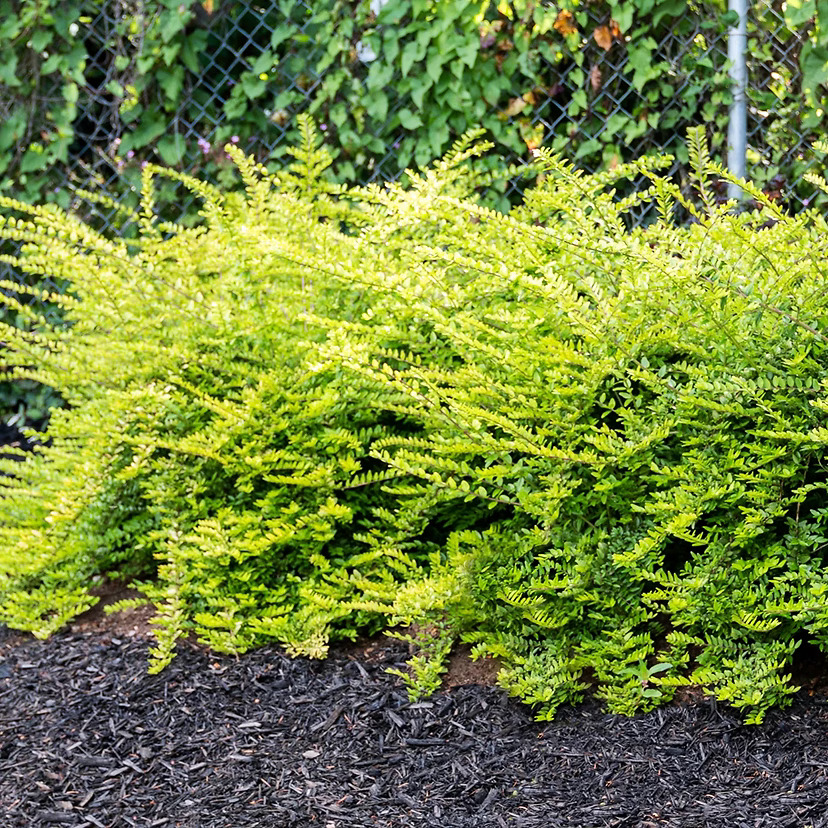 Thunderbolt® Box Honeysuckle For Sale | The Tree Center