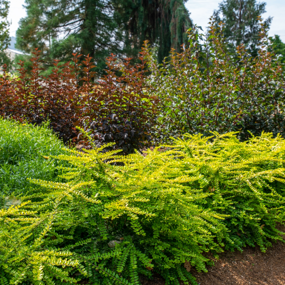 Thunderbolt® Box Honeysuckle For Sale | The Tree Center