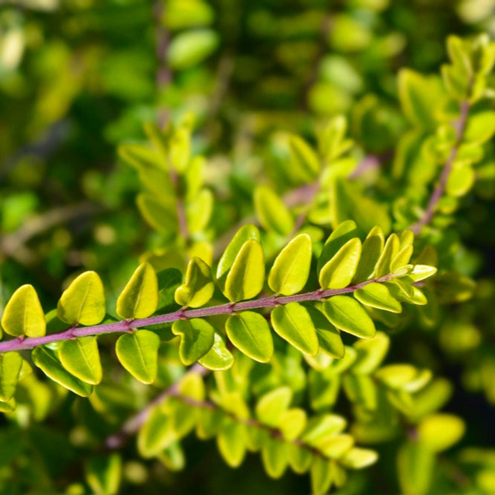 Thunderbolt® Box Honeysuckle For Sale | The Tree Center