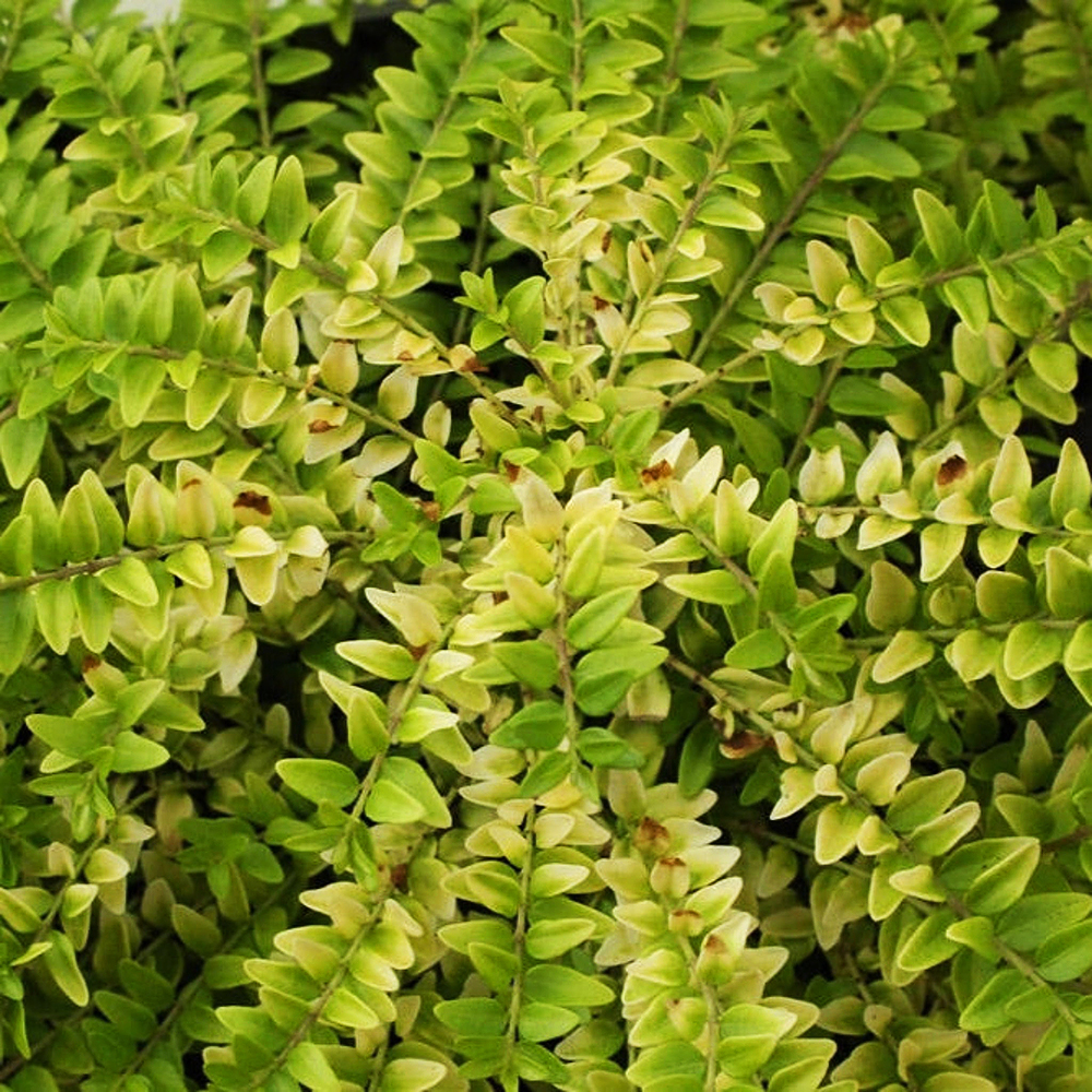 Thunderbolt® Box Honeysuckle For Sale | The Tree Center