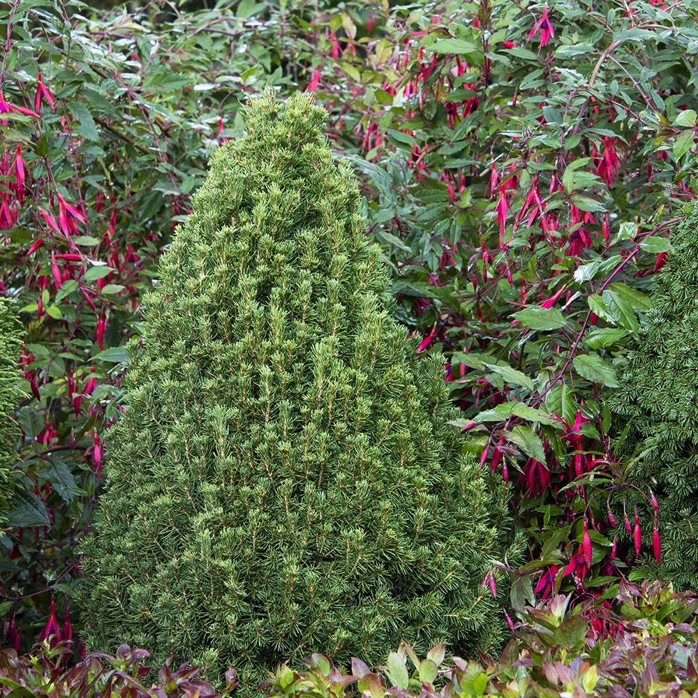 Tiny Tower® Dwarf Alberta Spruce For Sale | The Tree Center