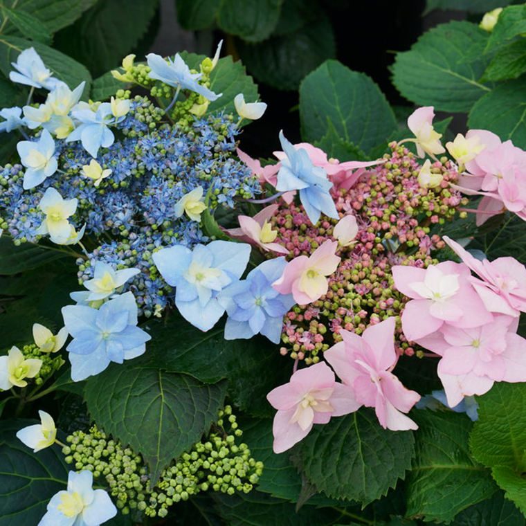 Tuff Stuff Ah-Ha® Hydrangea For Sale Online | The Tree Center