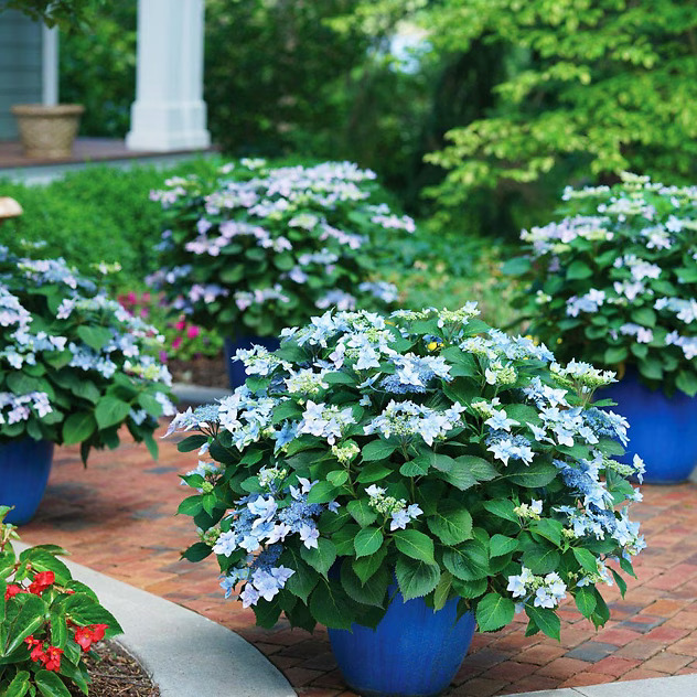 Tuff Stuff Ah-Ha® Hydrangea For Sale Online | The Tree Center