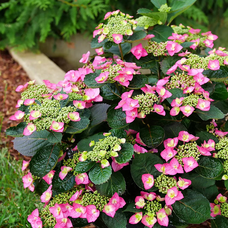 Tuff Stuff® Top Fun Hydrangea For Sale Online | The Tree Center