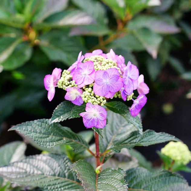 Tuff Stuff® Top Fun Hydrangea For Sale Online | The Tree Center