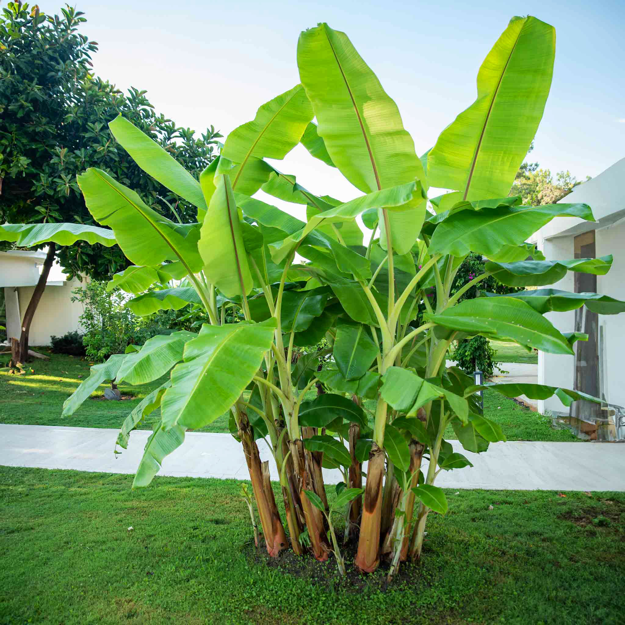 Cold Hardy Banana Tree | The Tree Center™