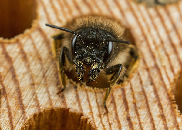 Getting Rid Of Wood Bees | The Tree Center™ Getting Rid Of Wood Bees | The Tree Center™