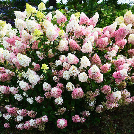 Strawberry Sundae Hydrangea For Sale Online | The Tree Center