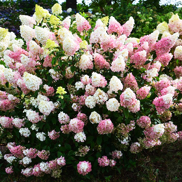 Strawberry Sundae Hydrangea For Sale Online | The Tree Center