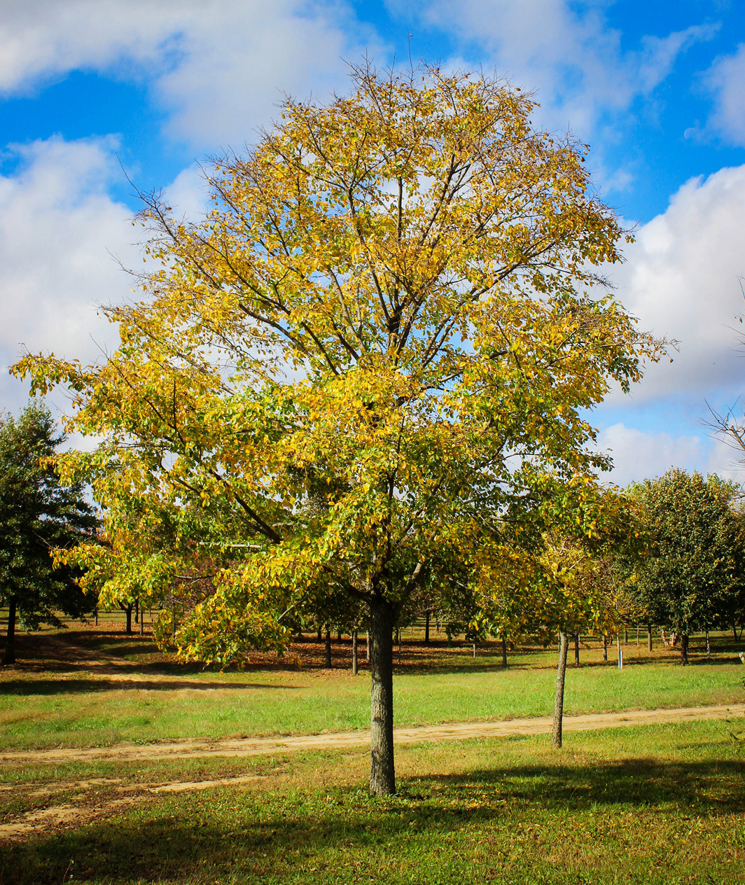 Accolade® Elm Trees For Sale Online | The Tree Center