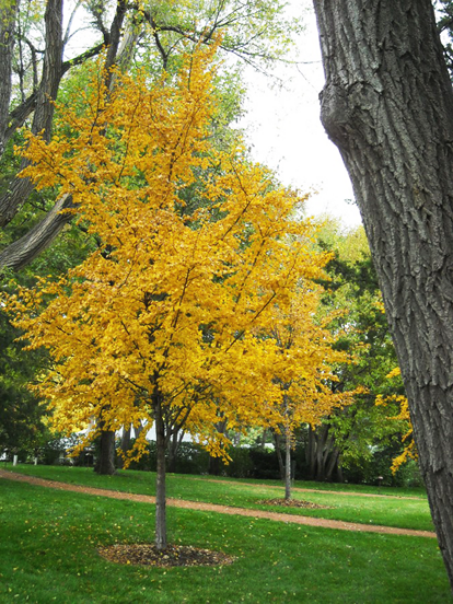 Accolade® Elm Trees For Sale Online | The Tree Center
