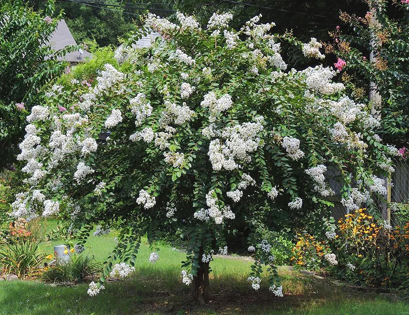 Buy Acoma Crape Myrtle Online | The Tree Center