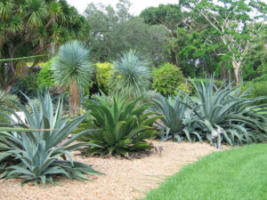 Agave & Yucca Plant Guide | The Tree Center