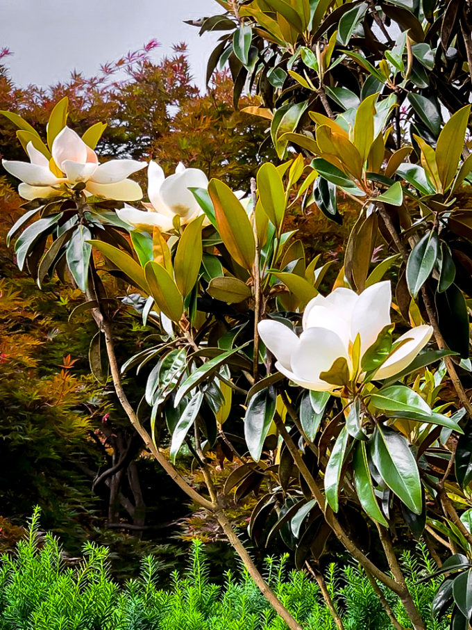 Alta Southern Magnolia For Sale Online | The Tree Center