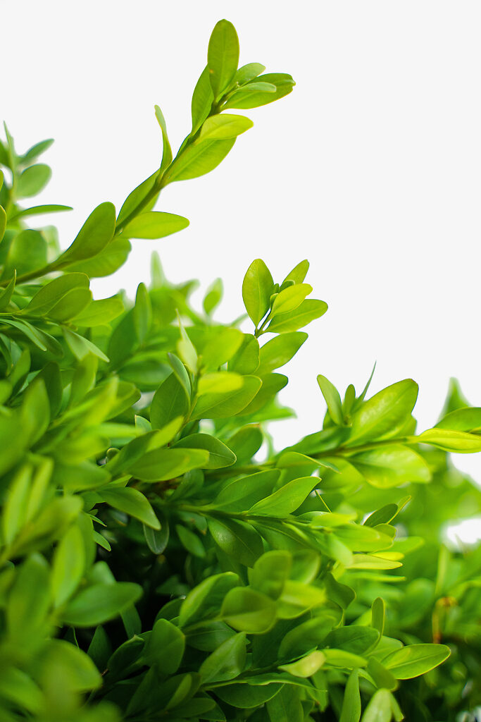 American Boxwood For Sale | The Tree Center